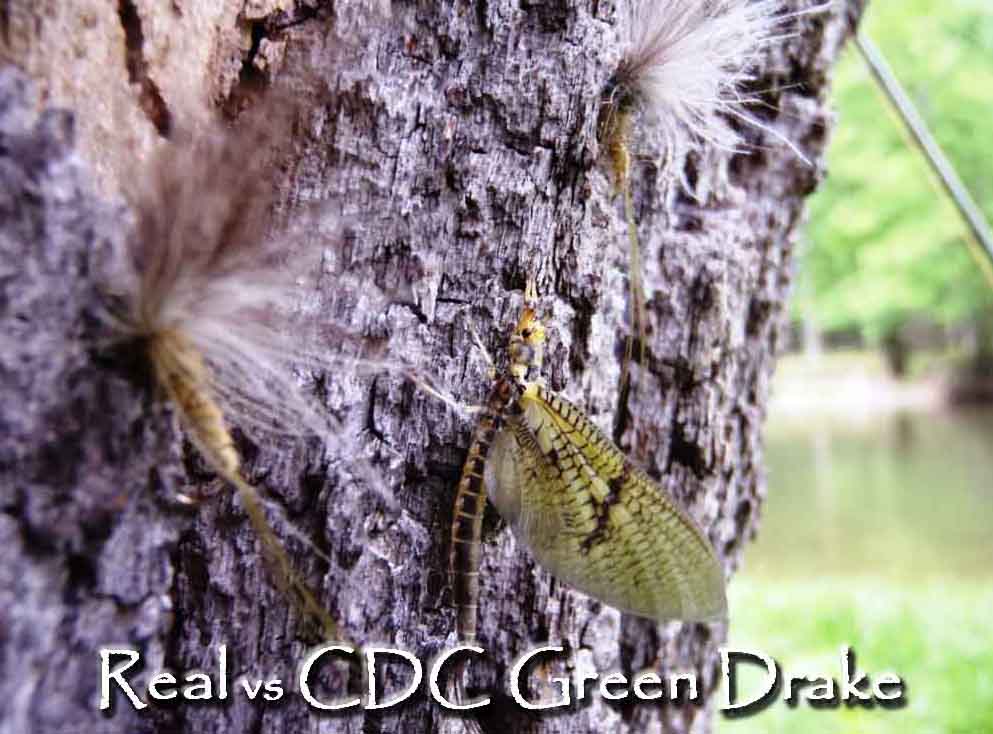 Fly Tying With CDC Feathers, Learn How To Use CDC, Videos . Rick Nyles ...