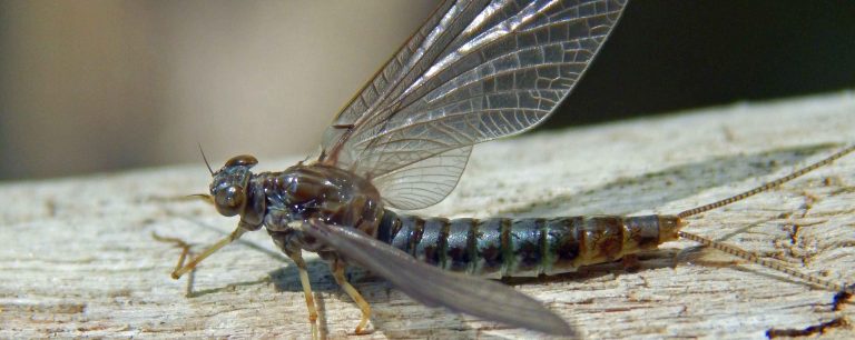 Sky Blue Outfitters Guide Service Pennsylvania Stream Reports For The ...