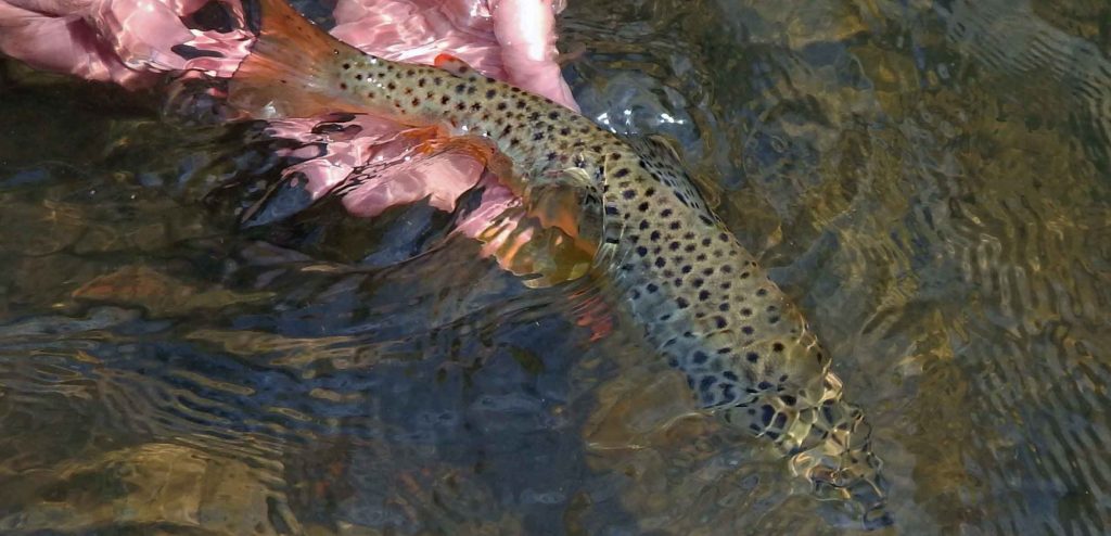 Sky Blue Outfitters Central PA Fly Fishing Guide Service on Penns Creek ...