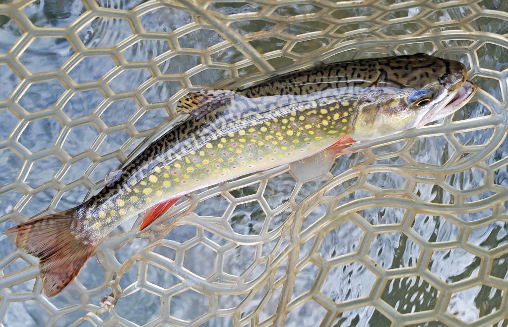 Sky Blue Outfitters Central PA Fly Fishing Guide Service on Penns Creek ...